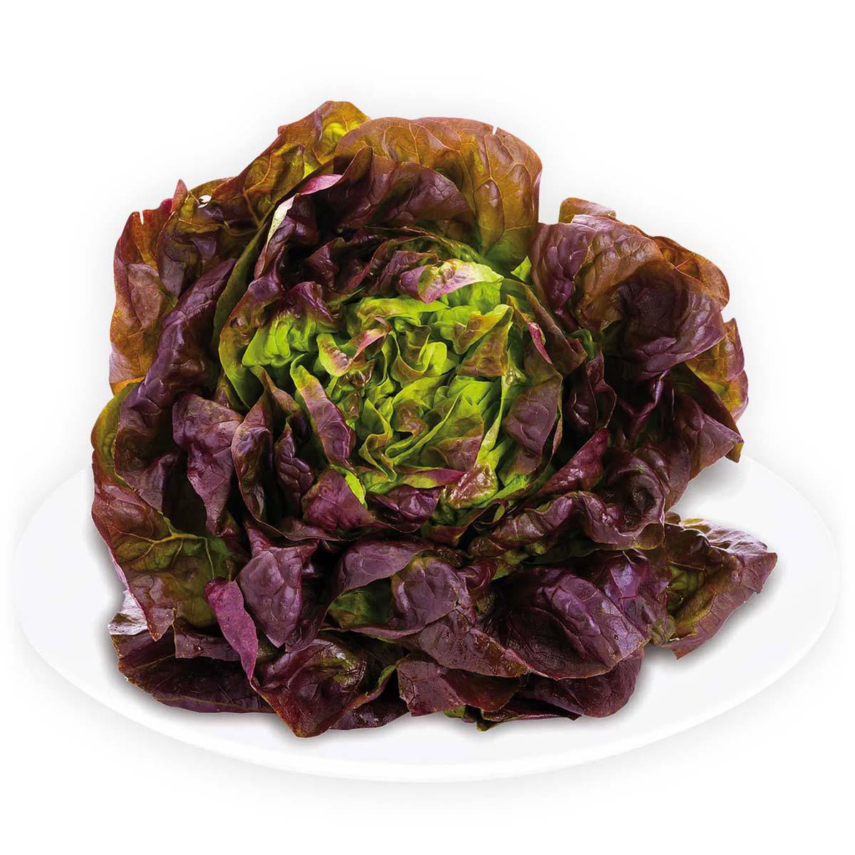 Alface Roxa Hidropônica Maço - Super Veneza Guará II