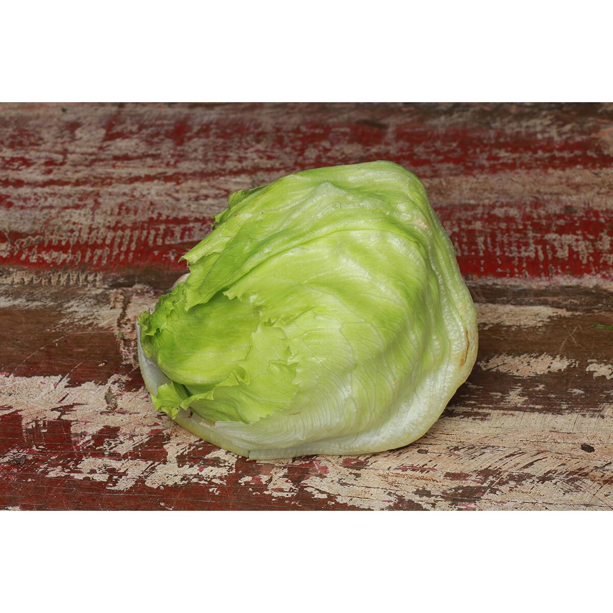 Alface Americana Orgânica - Caminho da Terra